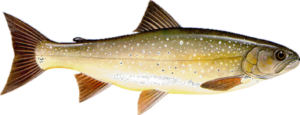 Les poissons du lac : lavaret, perche, brochet, omble chevalier, truite,
