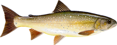 Les poissons du lac : lavaret, perche, brochet, omble chevalier, truite,